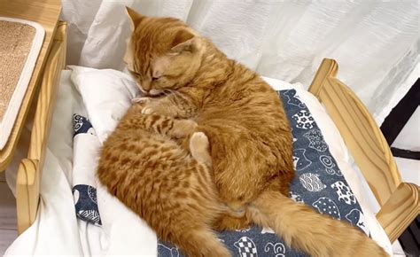 息子のことが好き過ぎてもみくちゃにしてしまう父猫と、まんざらでもない様子の子猫が可愛い♡ エウレカねこ部