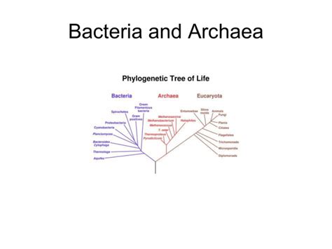 Bacteria And Archaea