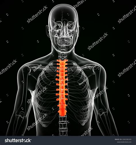 Human Skeleton Thoracic Curve Bones Anatomy Stock Illustration 2241381241 Shutterstock