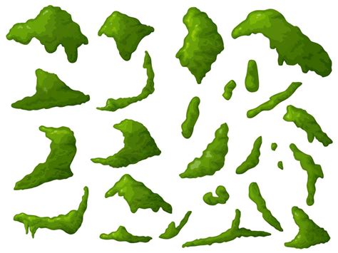 Swamp Moss Of Different Shapes Forest Lichen Illustration For