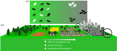 Continent Wide Effects Of Urbanization On Bird And Mammal Genetic Diversity Proceedings Of The