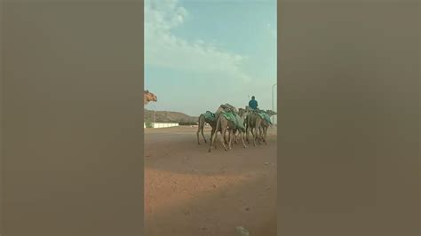 Walk Like A Camel By Storybots Youtube
