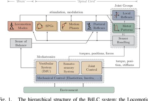 Figure 1 From Adaptive Motor Patterns And Reflexes For Bipedal Locomotion On Rough Terrain