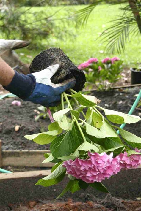 How To Prune Hydrangeas For Winter Hydrangea Love