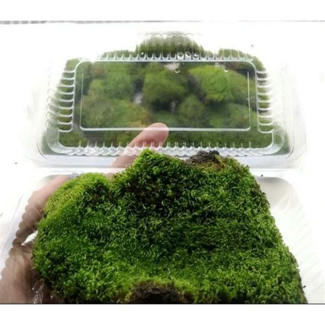 Jual Starmoss Moss Darat Moss Paludarium Terrarium Vivarium