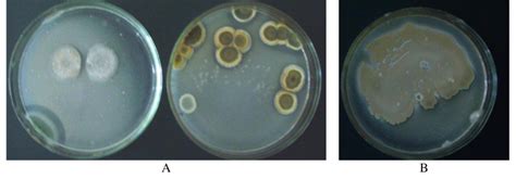 Mycelial Fungi Of Genus Trichoderma A Left Option 2 And Alternaria Mycelial Fungi Of Genus Trichoderma A Left Option 2 And Alternaria