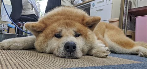 あきほ秋田犬会館 On Twitter 銀ちゃんおはよ！ Pyw0l36wvw Twitter