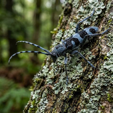 Banded Alder Borer Rosalia Funebris Facts Identification And Habitat