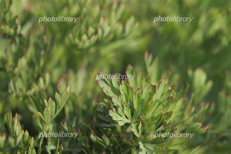 Photolibrary