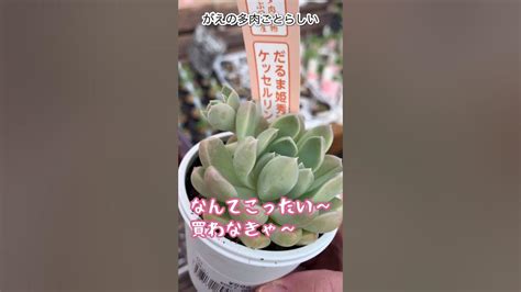 つぶつぶ屋さんの、多肉植物に出会いました Youtube