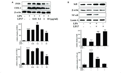 The Treatment Of Lp17 Inhibited Lps Induced Upregulation Of