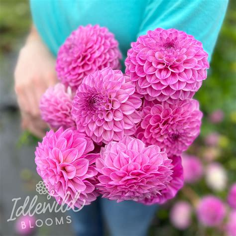 Pink Robin Hood Dahlia Tuber Pink Robin Hood Flower Bulb