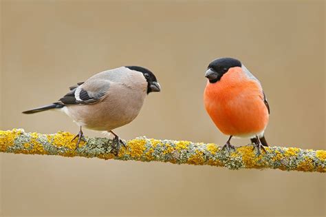 How Sex Differences Occur In Birds Bird Spot