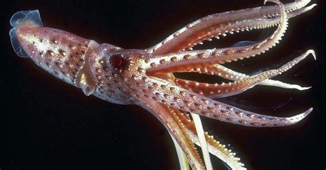 Real Monstrosities Cock Eyed Squid