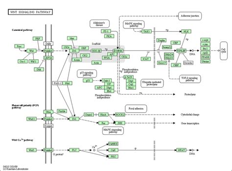 4 Wnt Signalling Pathway [kanehisa Laboratories 2009] Download Scientific Diagram