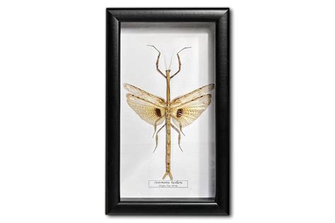 Сувенир Oestomantis Bacillaris Female рамка 130 X 220 X 35 мм