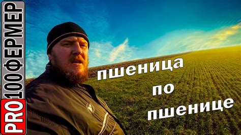 Озимая пшеница в феврале Сроки посева удобрения предшественники Обзор полей Youtube