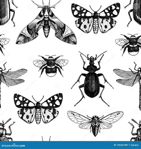 Vectorachtergrond Met Hoog Gedetailleerde Insectenillustraties Hand