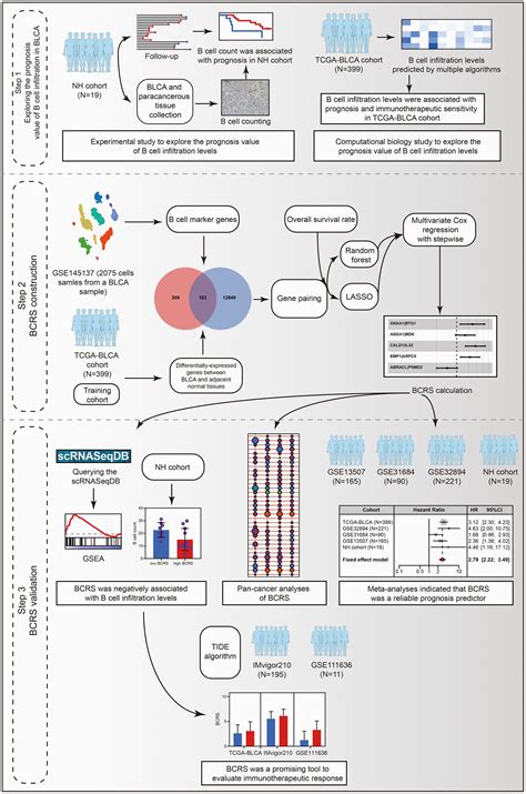 Construction And Experimental Validation Of A B Cell Related Gene