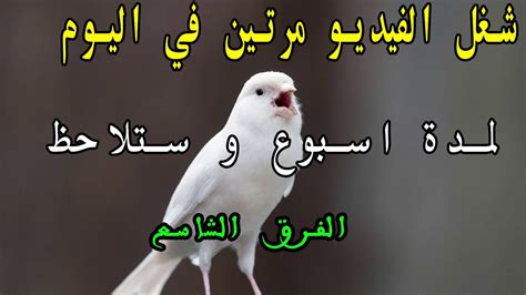 تغريد الكناري قوي لتحفيز الطيور على التغريد و تهييج الاناث Youtube