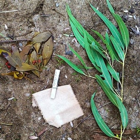 Experiments In Colour Diy Plant Dyes Milkwood Permaculture Courses