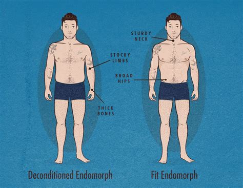Ectomorph Endomorph Mesomorph The 3 Different Body