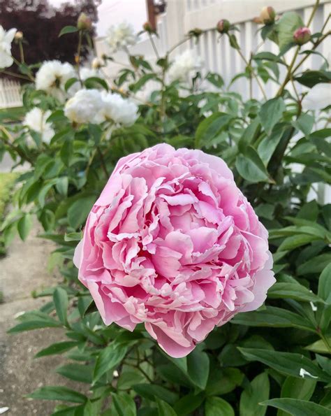 Peony Sarah Bernhardt” Zone 7a 19 Years And Herbaceous Scrolller