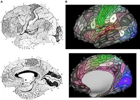 Frontiers Deconvoluting Human Brodmann Area 8 Based On Its Unique