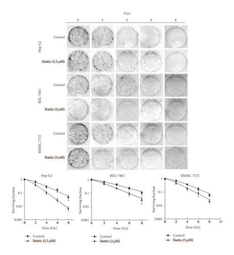 Stattic Enhances Radiosensitivity In Hcc Cell Lines Hcc Cells Were Download Scientific Diagram