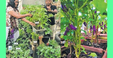 උඩරට ක්‍රමයට කුඹුරක් කරන්න මම ලොරියක වින්ඩ්ස්ක්‍රීන් එකක් තෝරාගත්තා ⋆ ධරණී