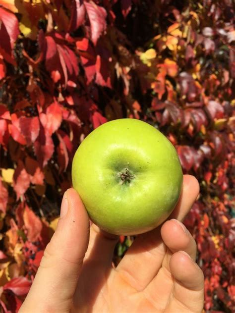 Apfelbaum Croncels Unterlage M9 M26 Standort Hausgarten