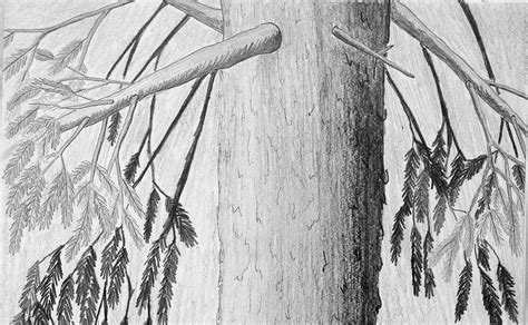 Kathie S Poet Tree Pine Cone People