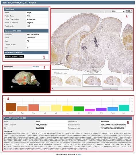Allen Developing Mouse Brain Atlas In Situ Hybridization Ish Data
