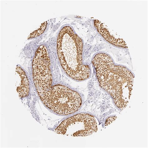 Tissue Expression Of Hsp90aa1 Staining In Testis The Human Protein