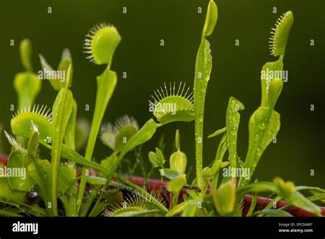 Venus Flytrap Carnivorous Plant And Fine Details And Selective Focus