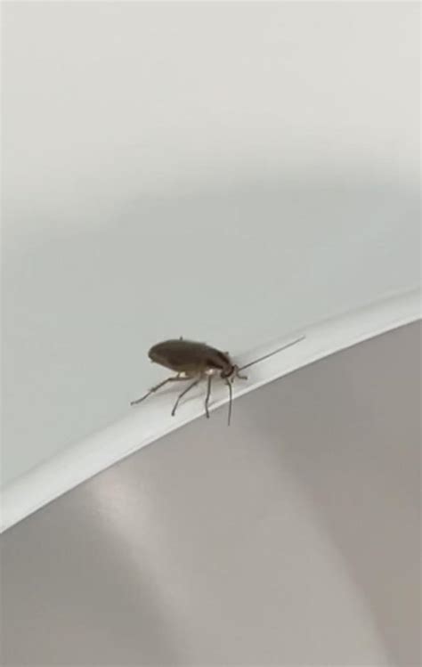 My Partner Had A Roach Problem In His Last Apartment And We Just Moved