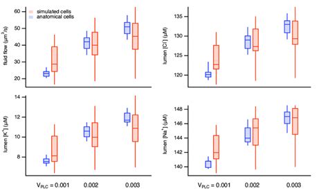 Steady State Fluid Flow And Lumenal Ionic Concentrations In Simulated