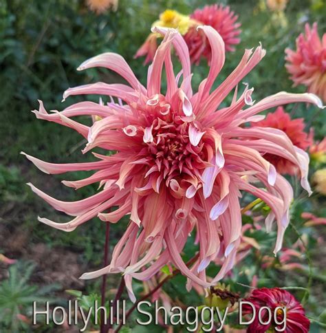 Taking Dahlia Cuttings Page 9 Growing Dahlias