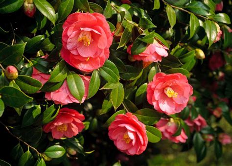 Camélia dicas de plantio floração e cuidados Dicas da avó