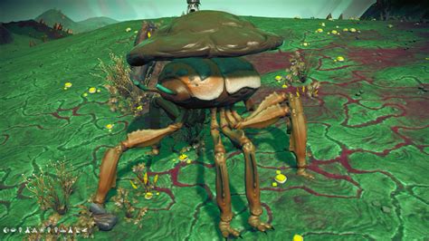 Mushroom Beetle Album Euclid Nms Galactic Hub Project