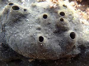 静岡県 水産海洋技術研究所 伊豆分場 磯の生物 海綿動物