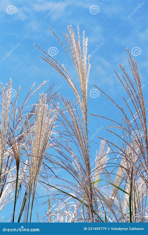 Miscanthus Panicles Against Bright Blue Sky Miscanthus Sinensis