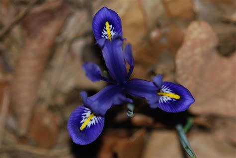 Iris Reticulata Dwarf Iris Netted Iris Species Iris North