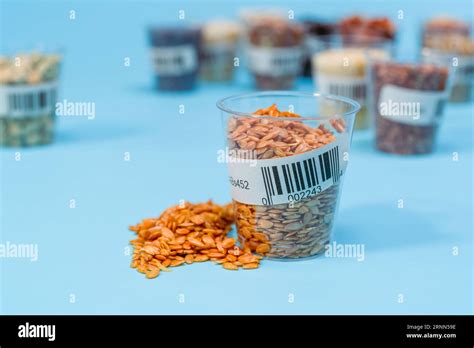 Genetic Engineering Ge Introduction Of Specific Genes Into Crops To