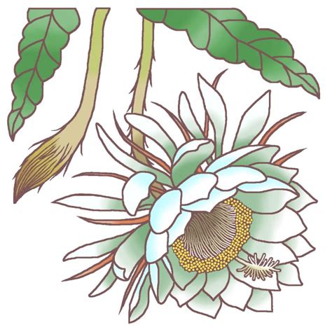 夏の花4 ゲッカビジン1 月下美人 カラー 花イラスト お花と季節のお礼状