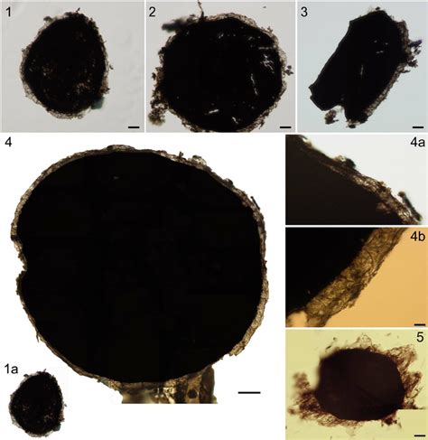 Morphology Of Organic Walled Microfossils From The Mesoproterozoic