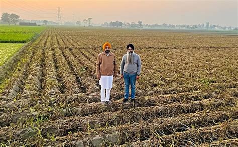 Late Blight Damages Potato Crop In Punjab India Potatopro