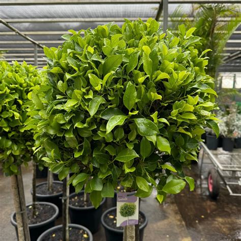 Ficus Microcarpa Hillii Standard Fig Tree With Elegant Foliage Nursery Warehouse Nursery