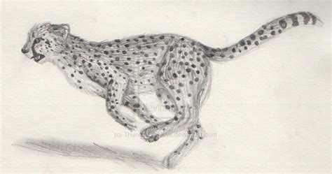 Cheetah Running Sketch At Explore Collection Of