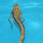Python Snake Simulator Play Online On SilverGames